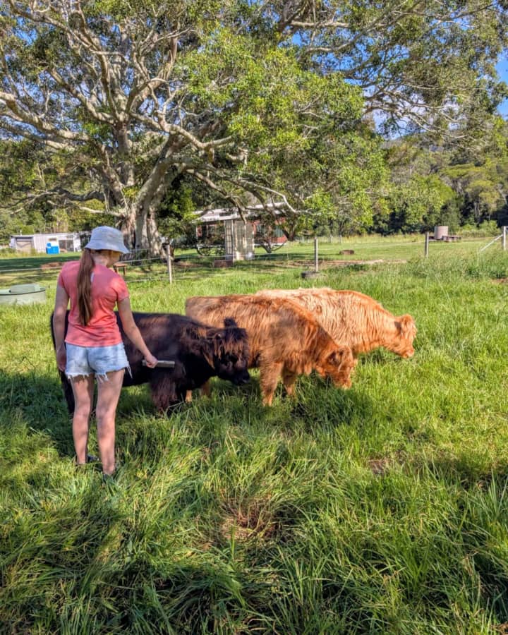 Miniature Highland Cattle For Sale | Miniature Highland Cattle Farm