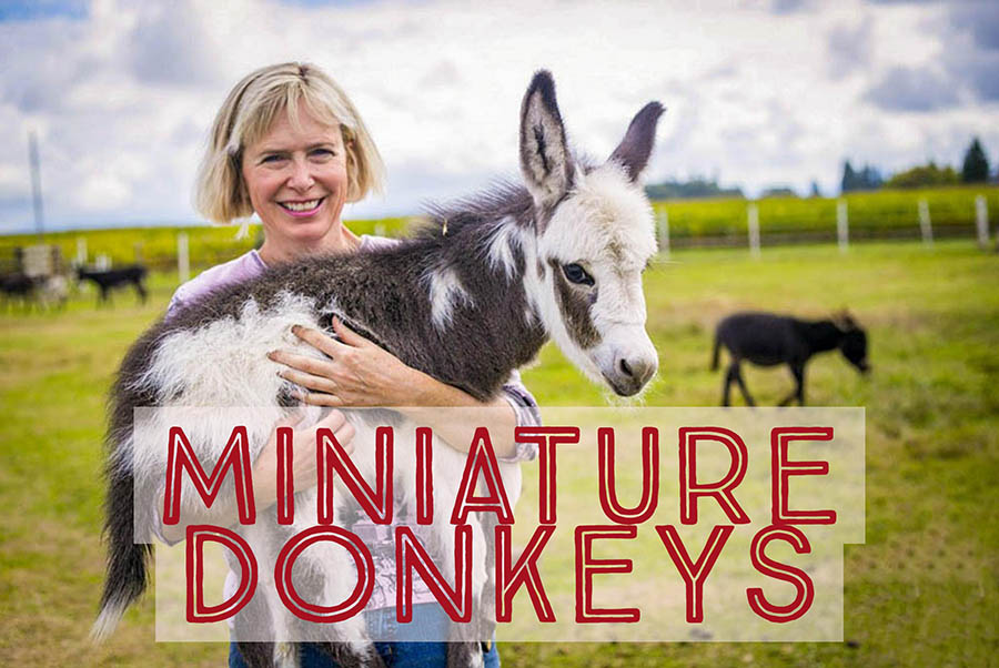 Miniature Highland Cattle For Sale | Miniature Highland Cattle Farm