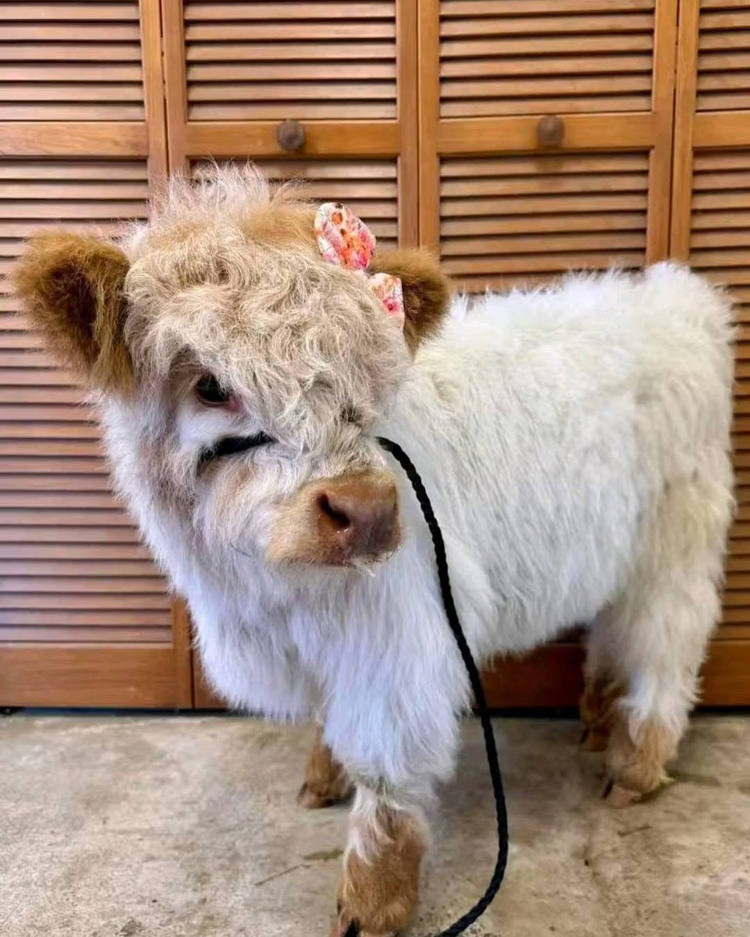 Miniature Highland Cattle For Sale | Miniature Highland Cattle Farm
