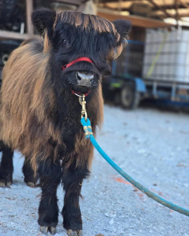 Name: Hazelhorn (Male) | Miniature Highland Cattle For Sale