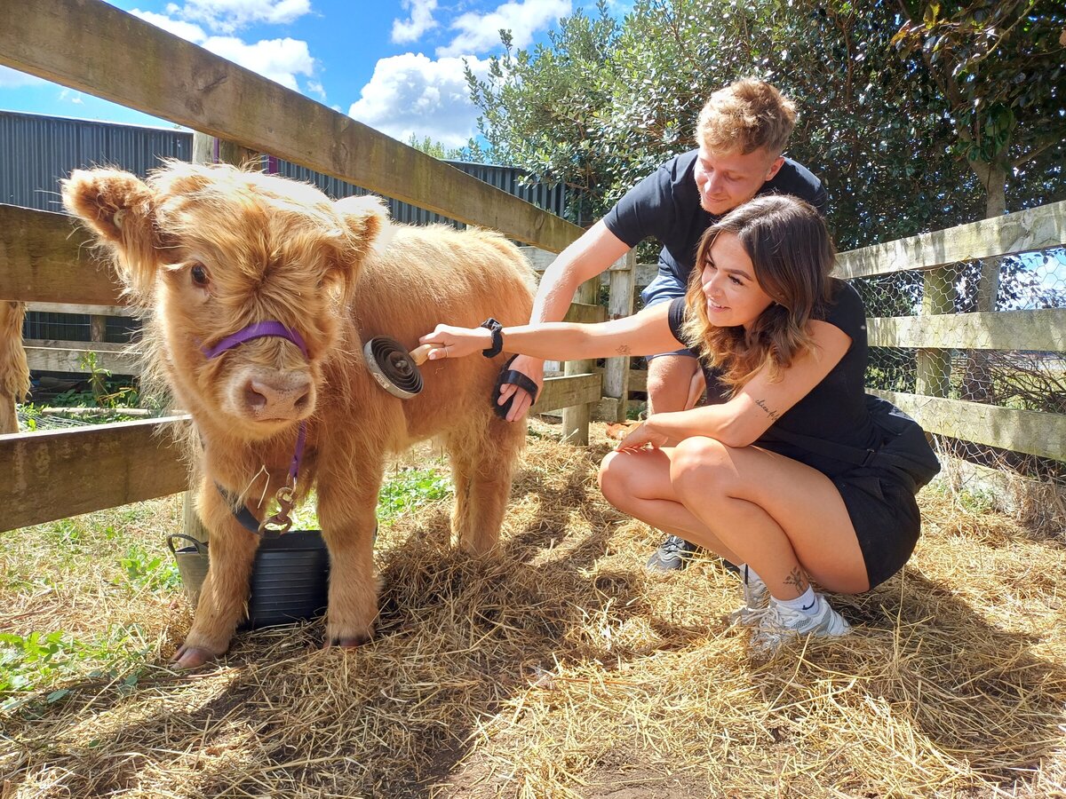 Miniature Highland Cattle For Sale | Miniature Highland Cattle Farm