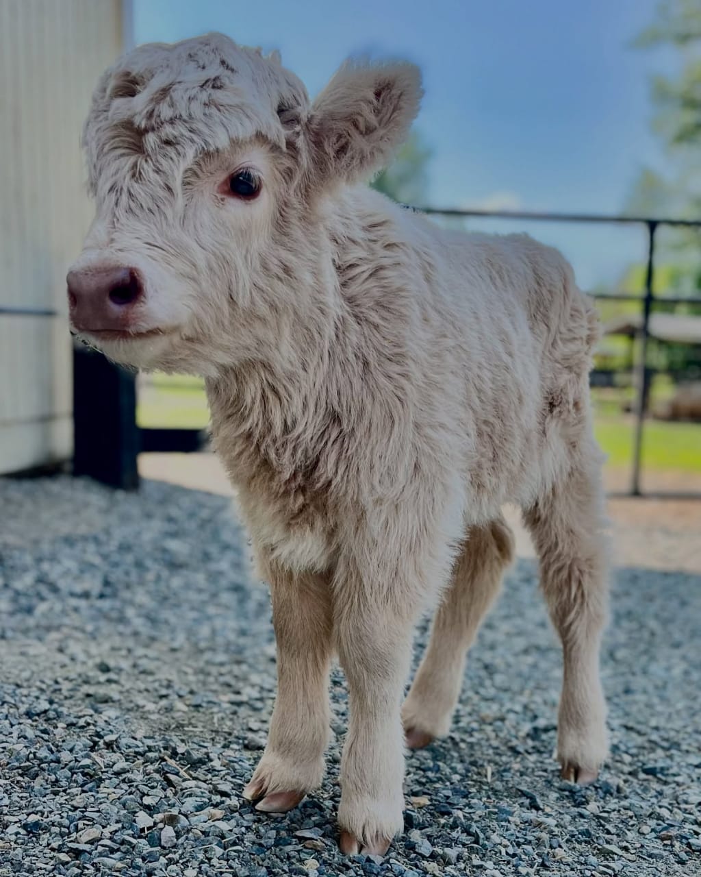 MINIATURE CATTLES | Mini Highland Cows For Sale